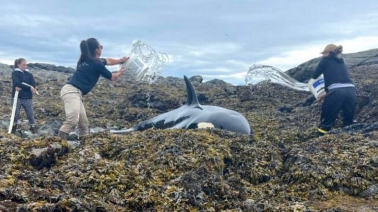 Strangers Save Stranded Orca After 6-Hour Battle—Whale’s Reaction ...